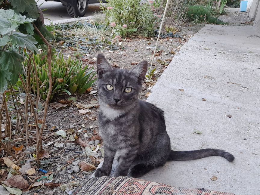 Котята ищут дом