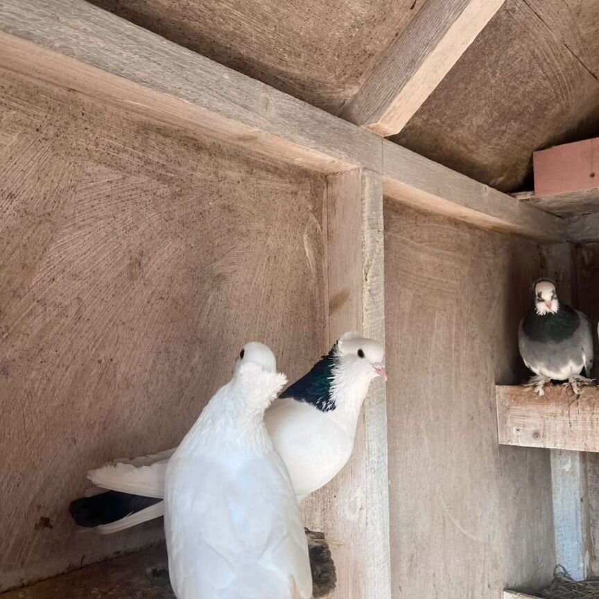 Ленинаканские голуби