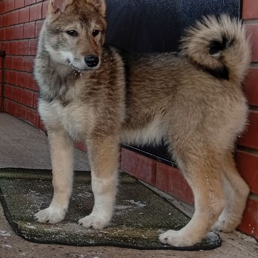 Западносибирская лайка, щенок