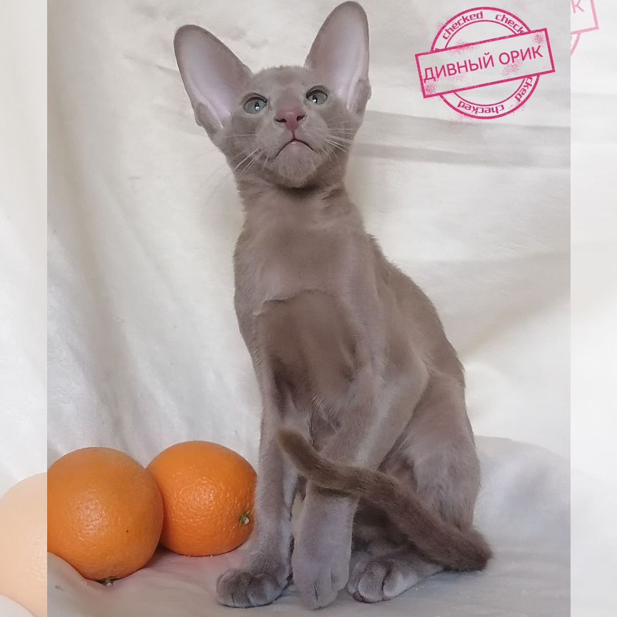 Ориентальный котёнок