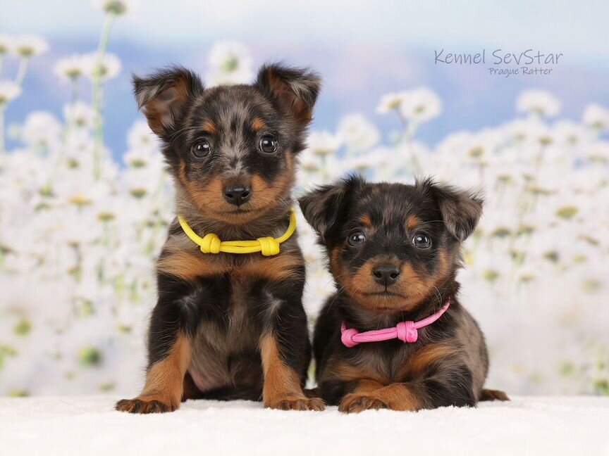 Пражский крысарик