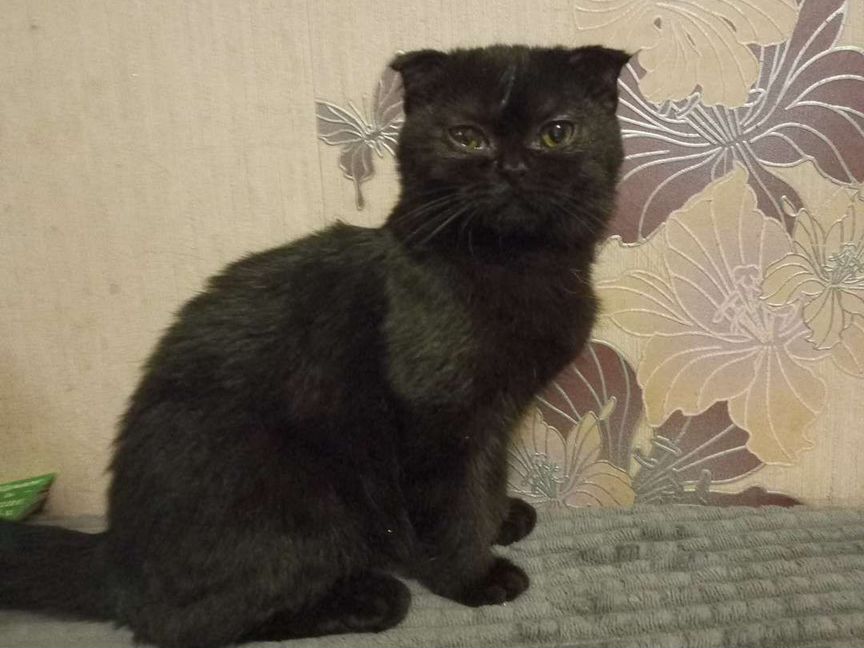 Шотландский вислоухий котёнок ищет дом
