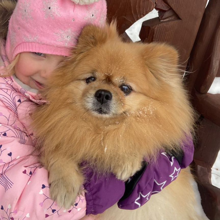 Померанский шпиц, взрослый пёс