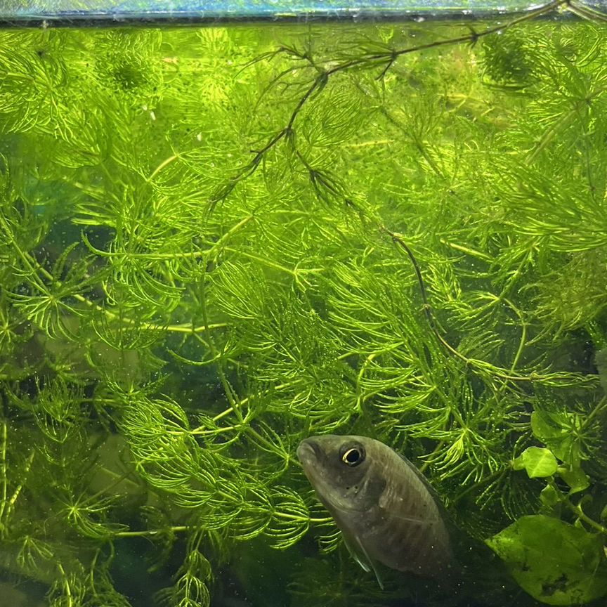 Роголистник