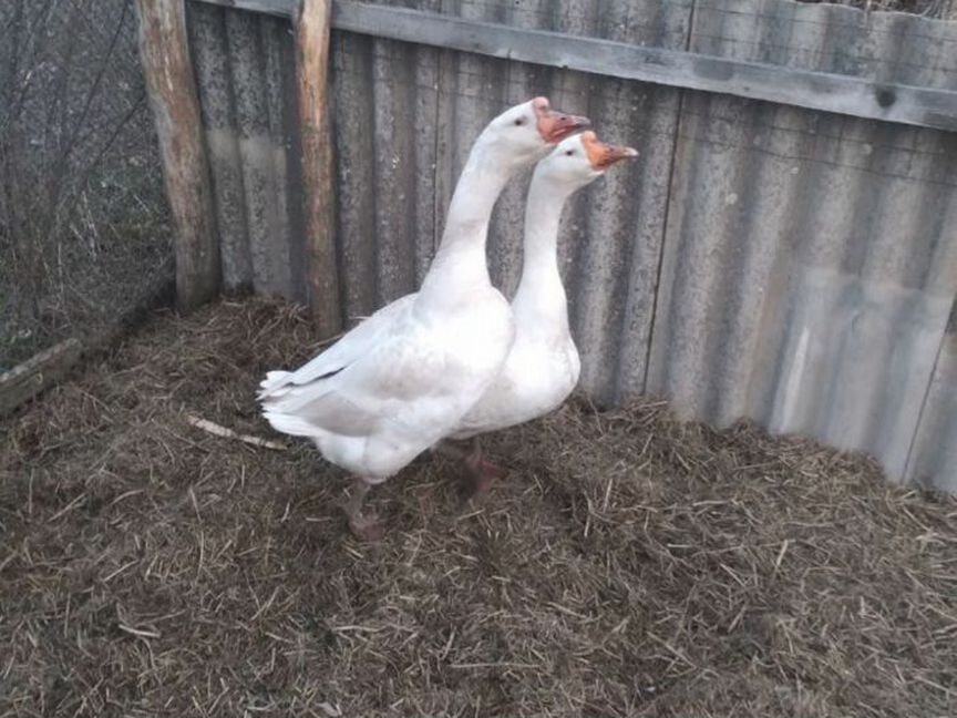 Утки Гуси Яйца