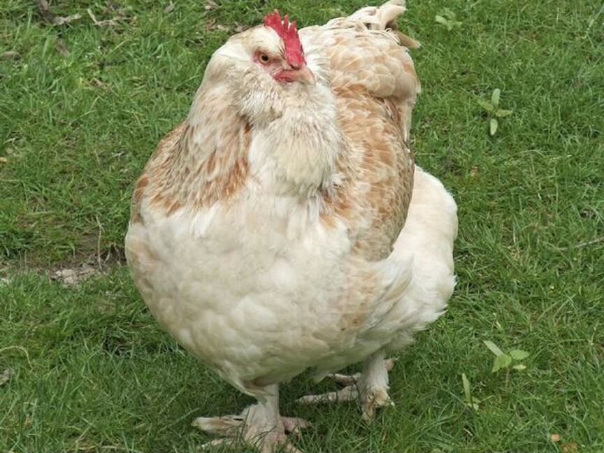 Куры несушки