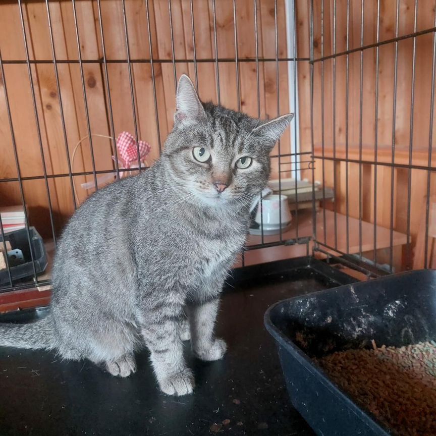 Муреха обожает мурчать. Но пока только в клетке