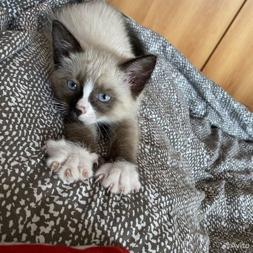 Сиамские кошки бесплатно