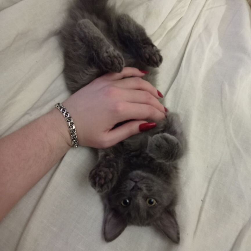 Котёнок в добрые руки