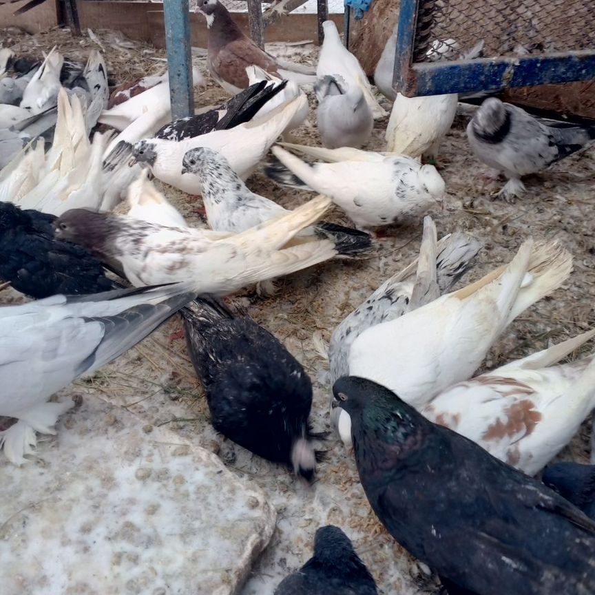 Голуби бакинцы венгры узбеки почтовые