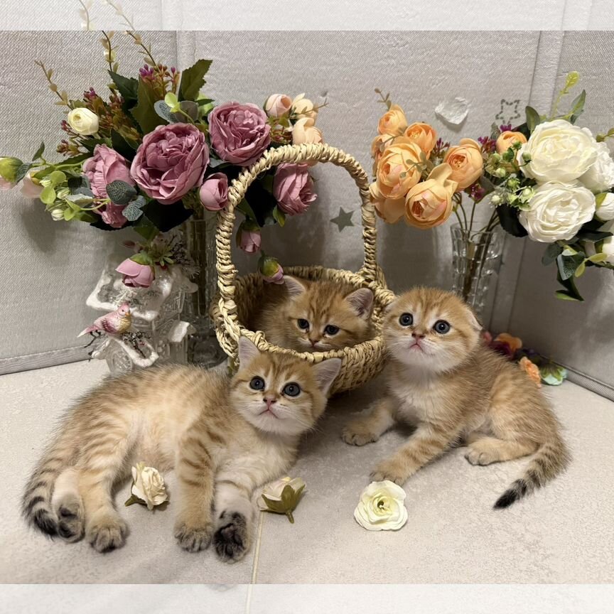Шотландский вислоухий короткошёрстный котёнок