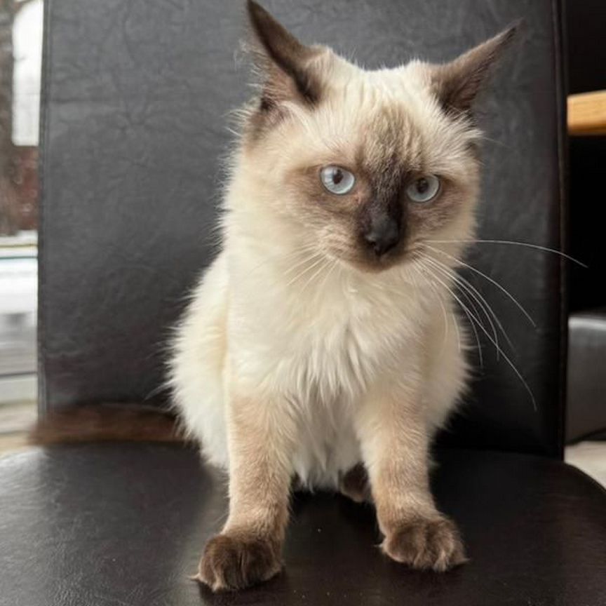 Сиамский котёнок