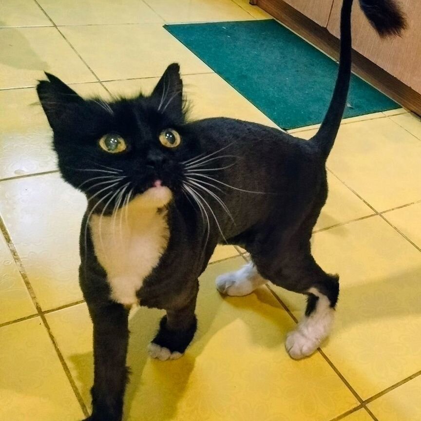 Котика в добрые руки