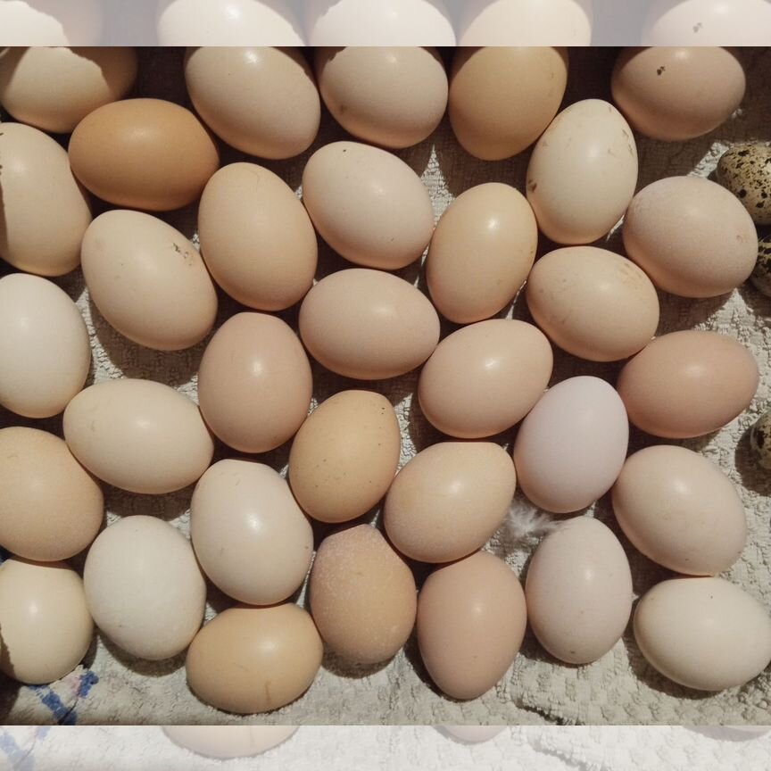 Инкубационные яйца фавероль лосось