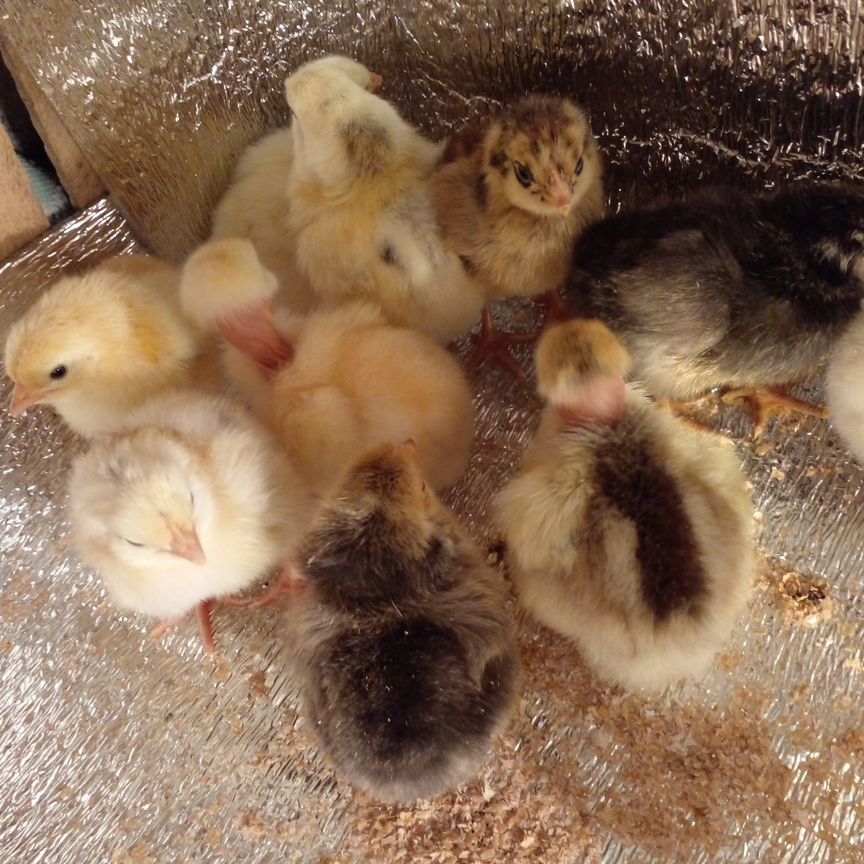 Цыплята