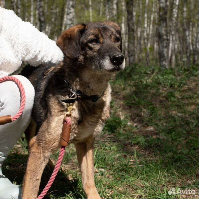 Дина ищет дом (собака из приюта)