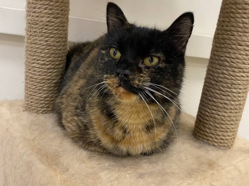 Красавица Веста ищет свою семью