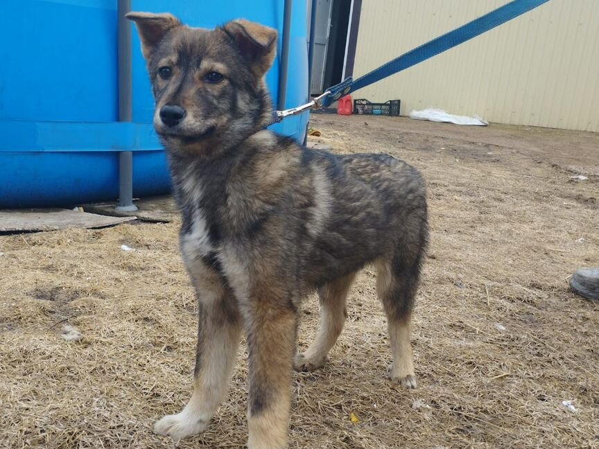 Собака в добрые руки