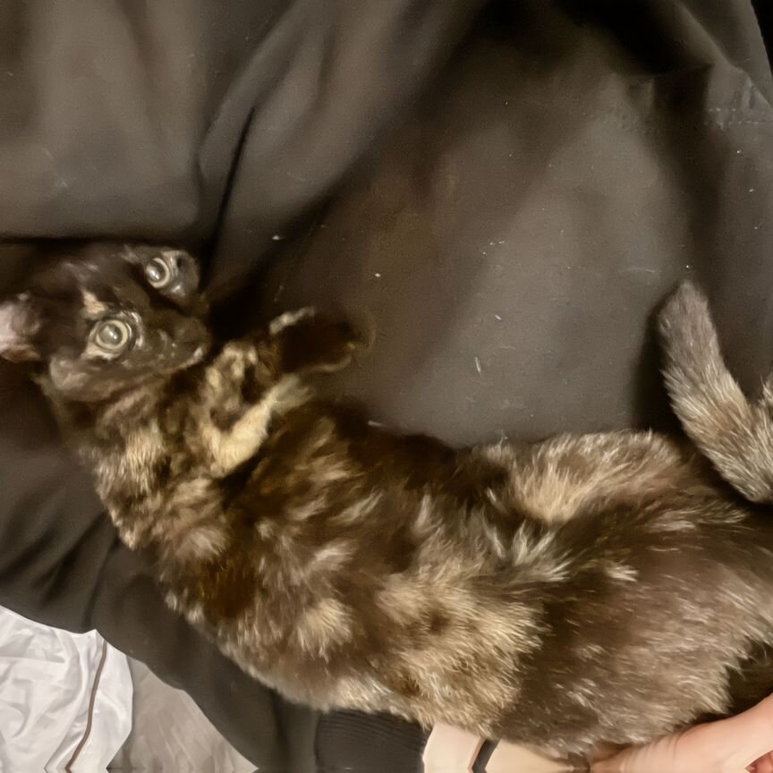 Абиссинский котёнок