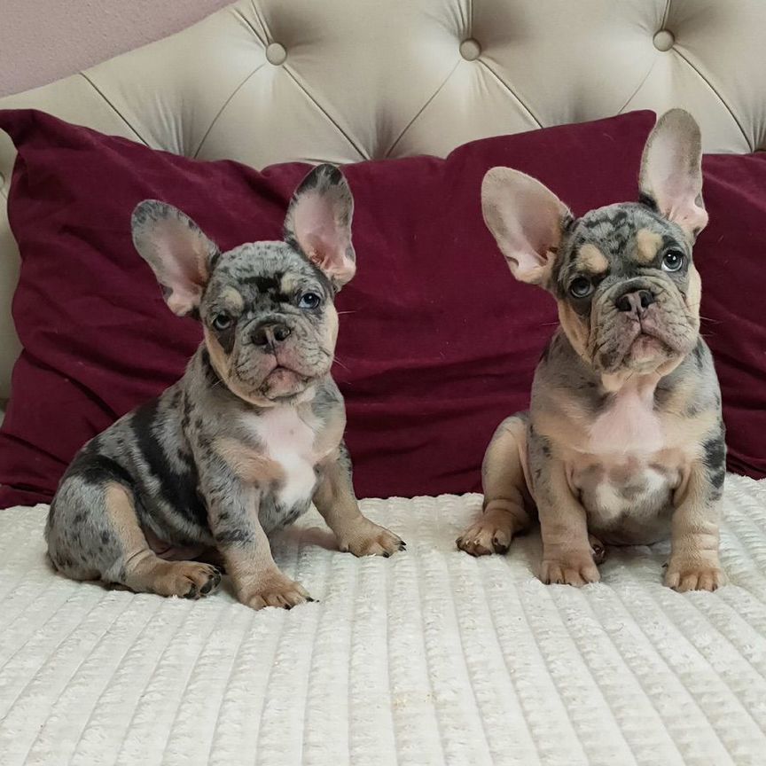 Щенки французкого бульдога