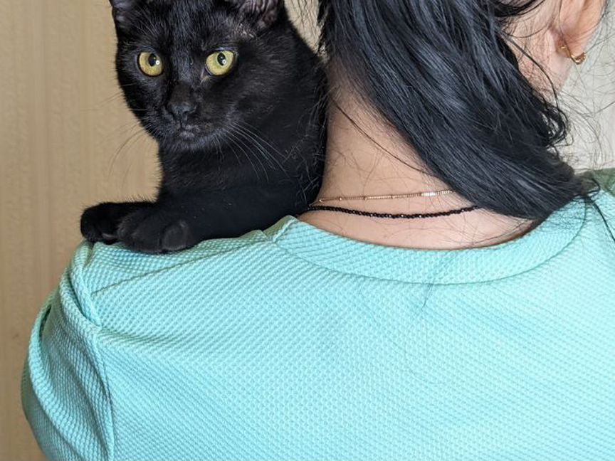 Котик Денди в дрбрые руки