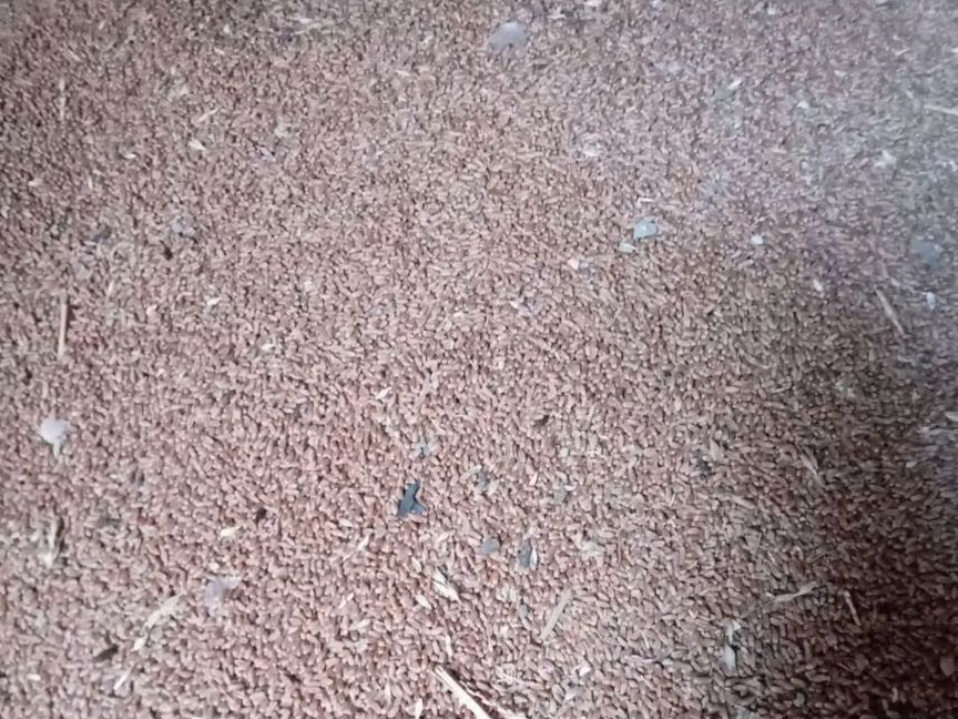 Семечко, Фуражный горох на корм