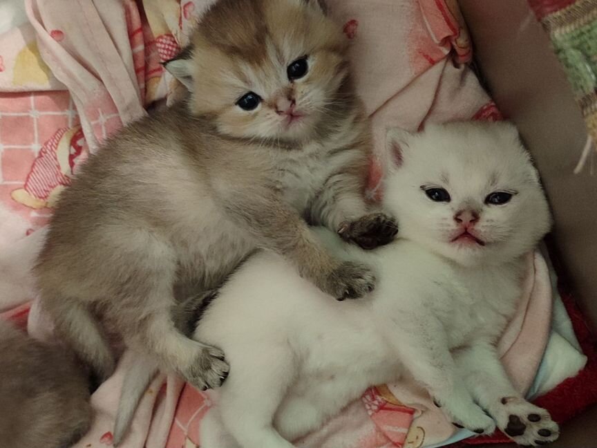 Котята серебристая шиншилла