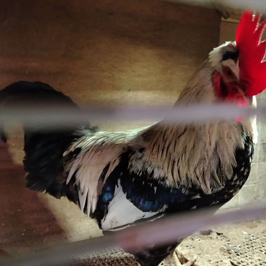 Куры и петухи домашние