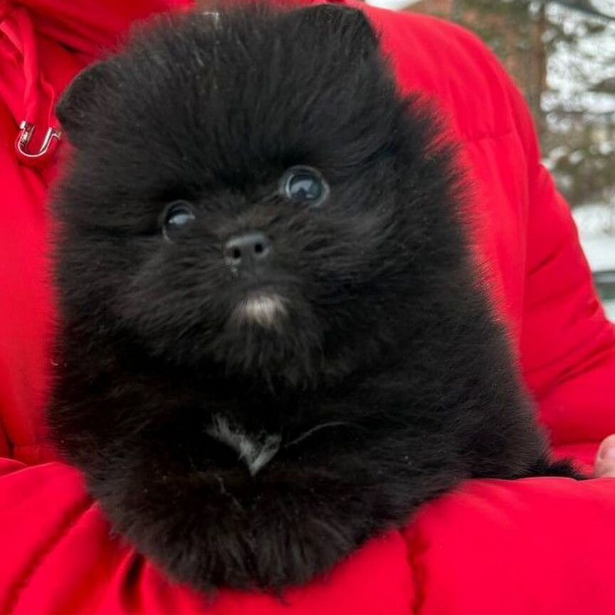 Померанский шпиц, щенок