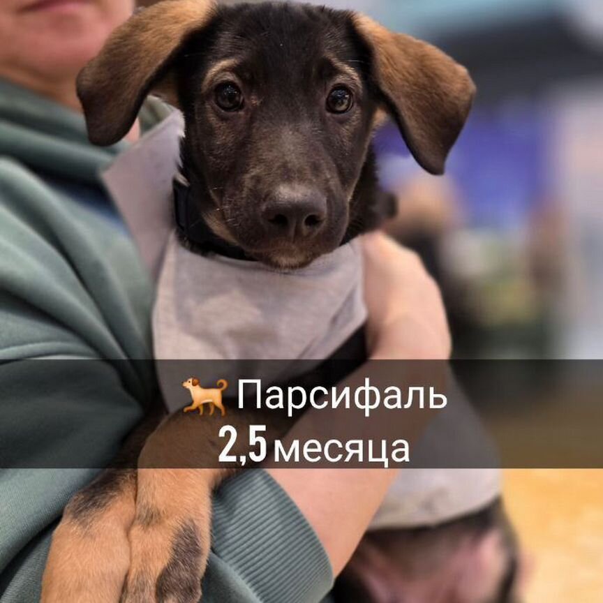 Щенок в добрые руки