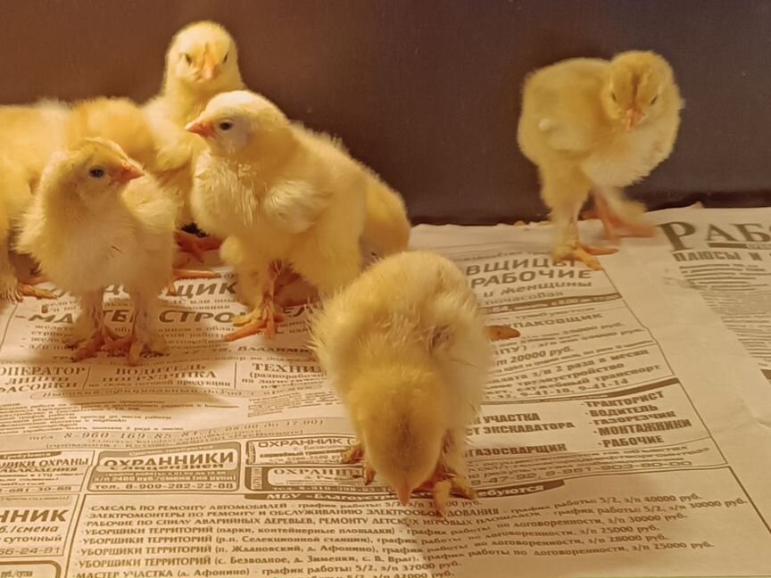 Цяплята брама изабелла и мехеленская кукушка