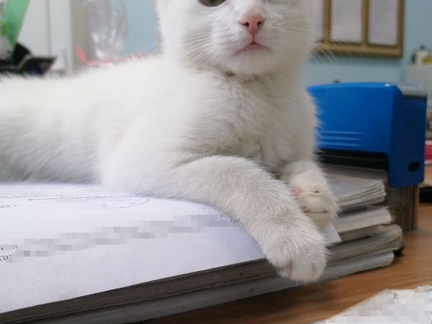 Кошка
