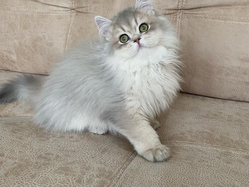 Длинношерстные британцы