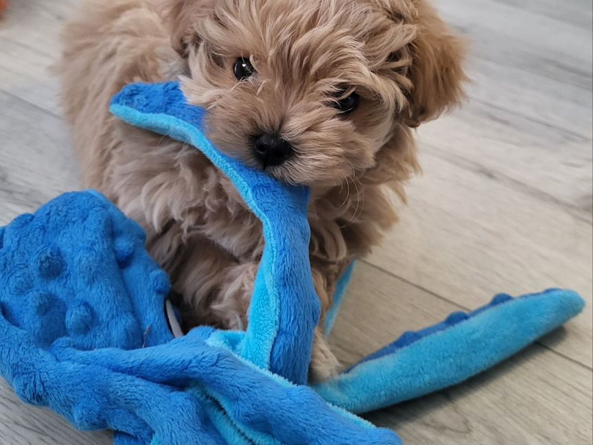 Мальтипу F1 шикарный курносик мини