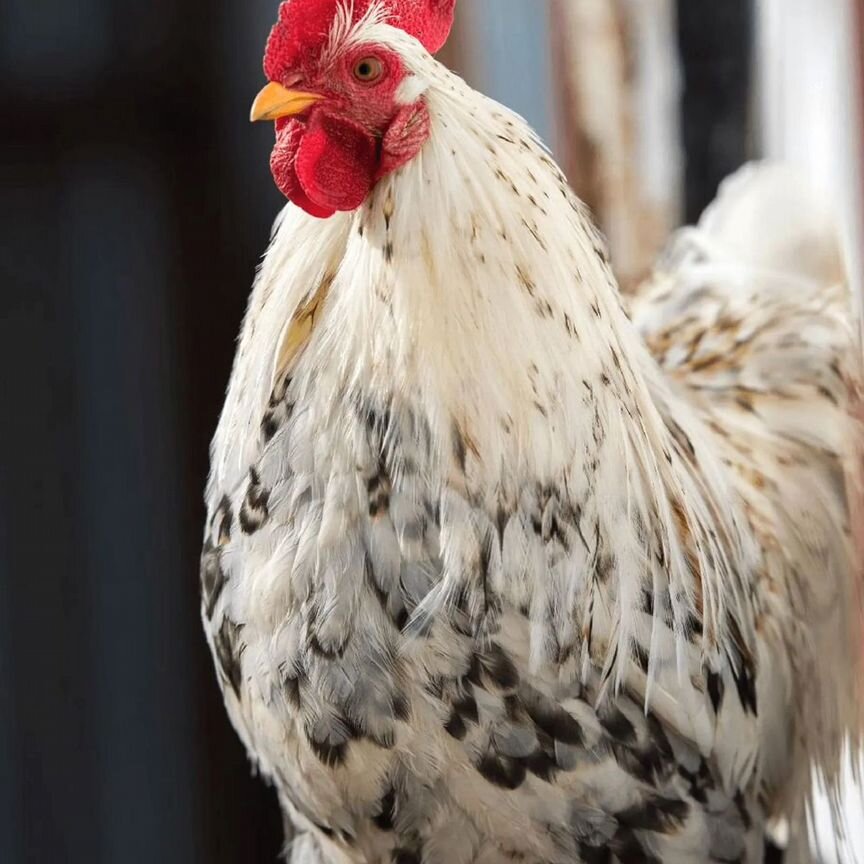 Куры несушки – яйценоскость