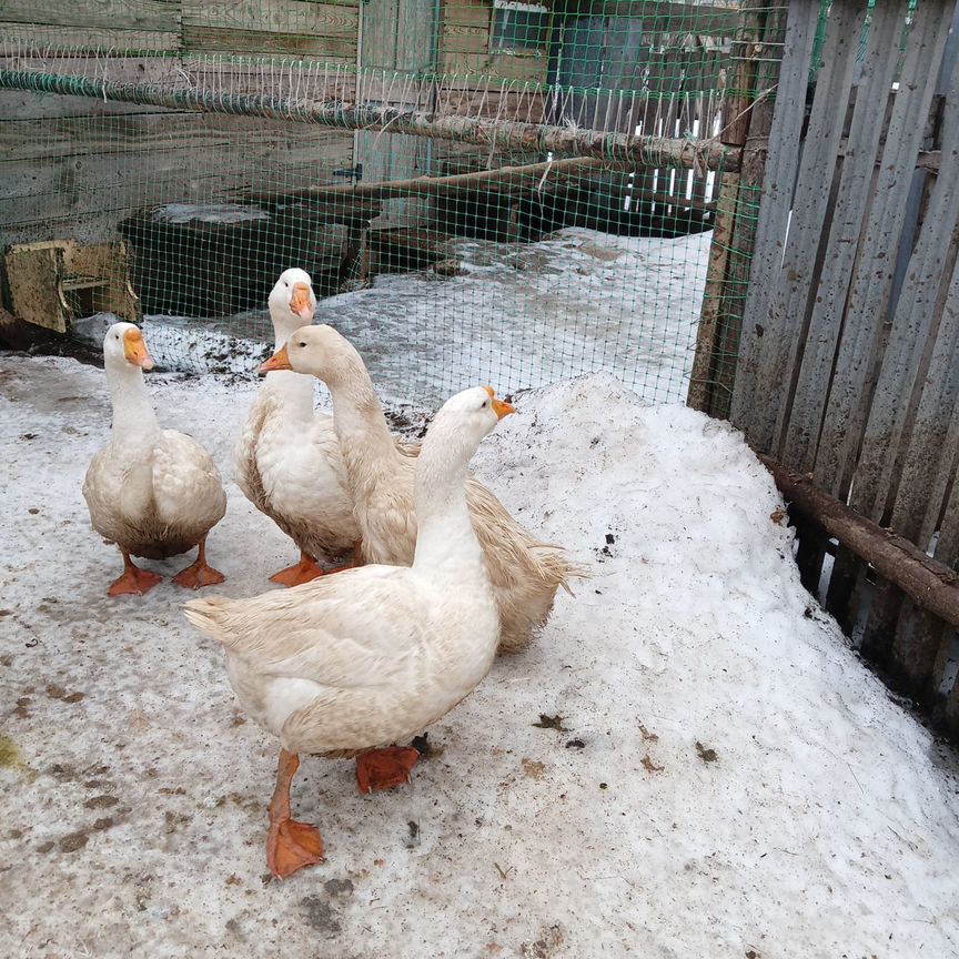 Продам гусей и петухов