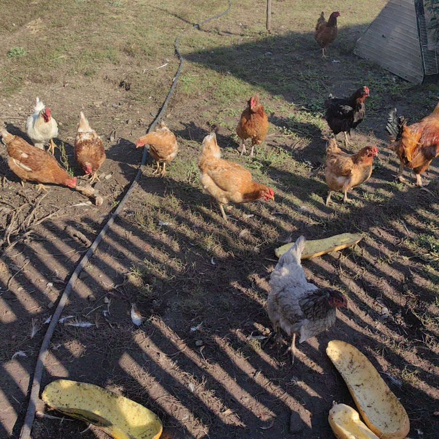 Куры молодки несушки