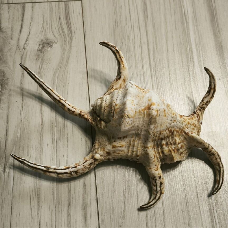 Ракушка морская