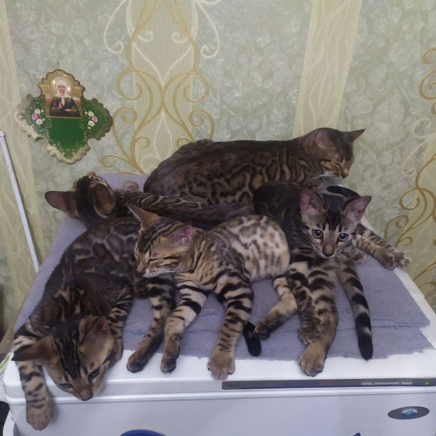 Бенгальские котята