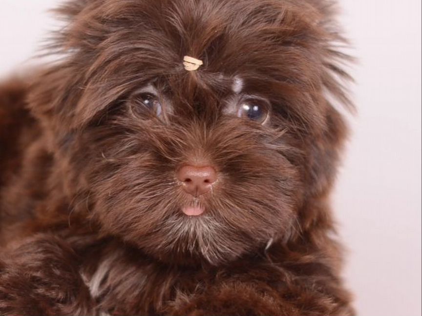 Видео Крошечной девочки шоколадного йорка