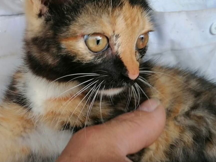 Ла-перм лаперм