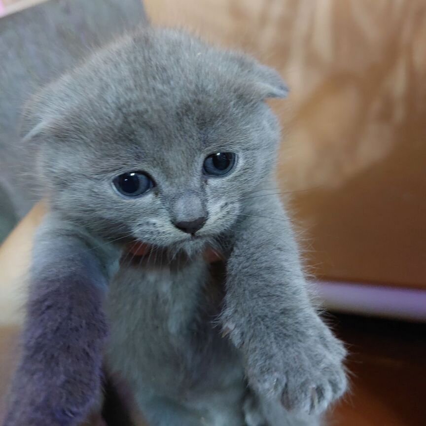 Шотландский вислоухий короткошёрстный котёнок