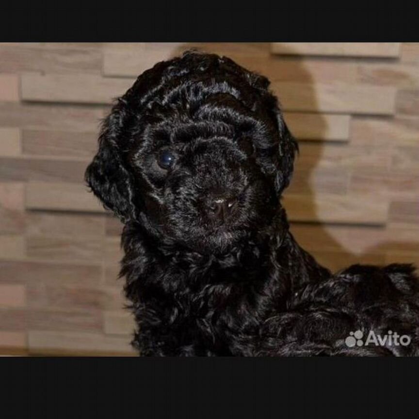 Той-пудель девочка, 2 месяца