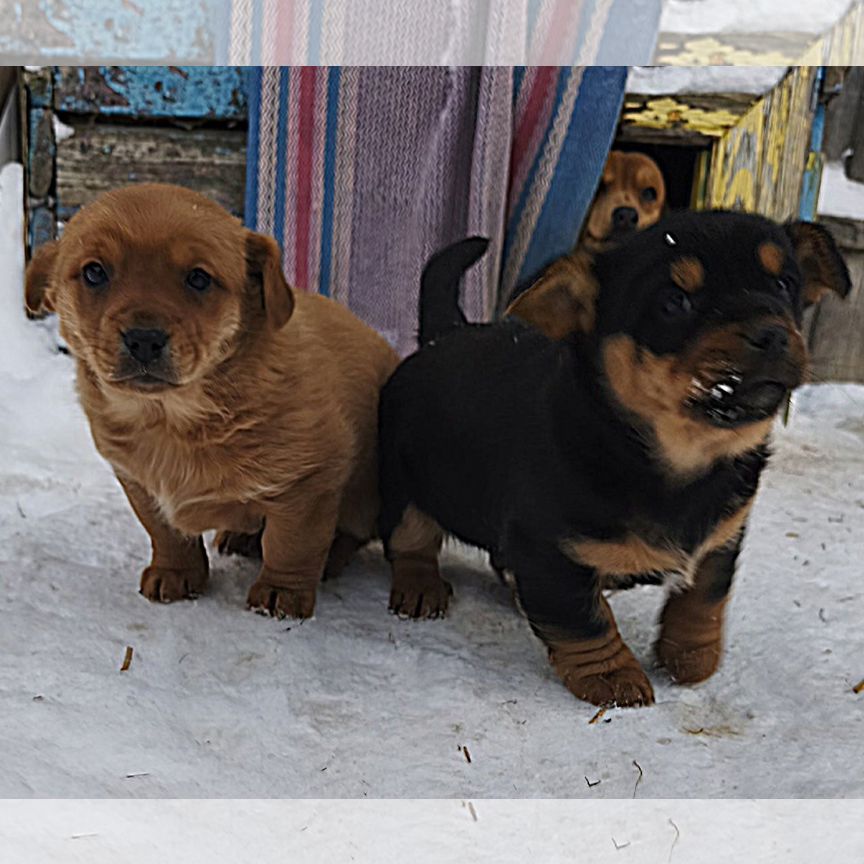 Щенок в добрые руки