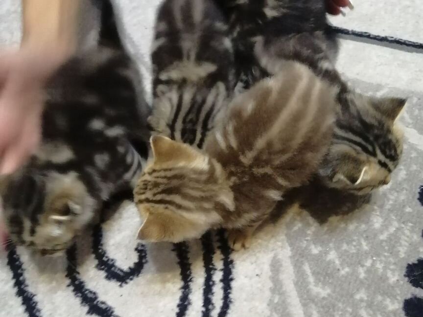 Британские котята