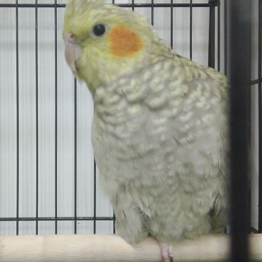 Попугай Корела