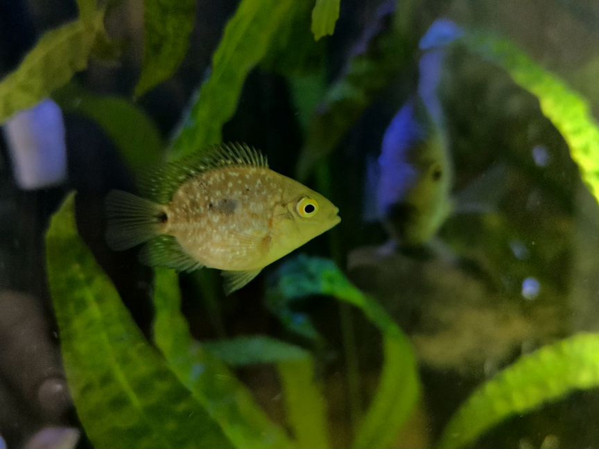 Рыба бриллиантовая цихлозома баллон