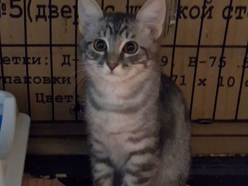 Котенок