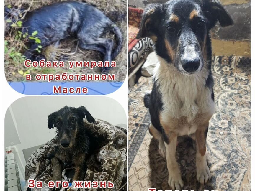 Собачка в добрые руки