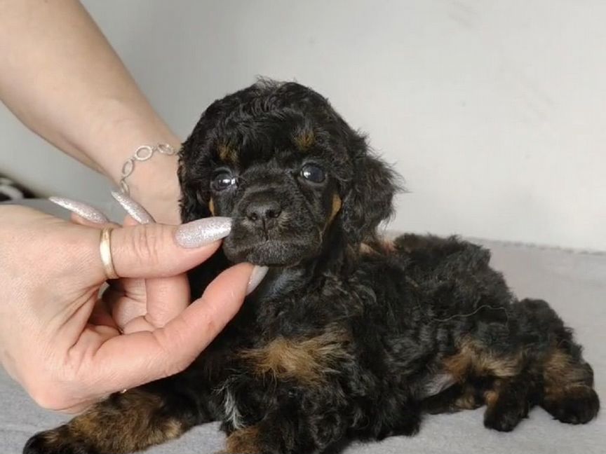 Щенки той пуделя